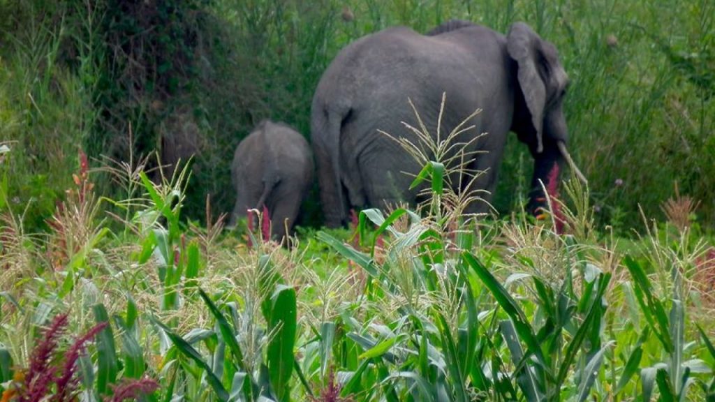 Elephants invade farms, destroy crops in Kibwezi - Makueni « Mauvoo News
